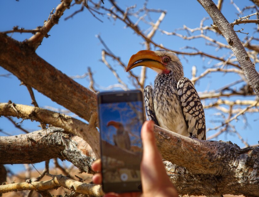Birding – Visit Namibia
